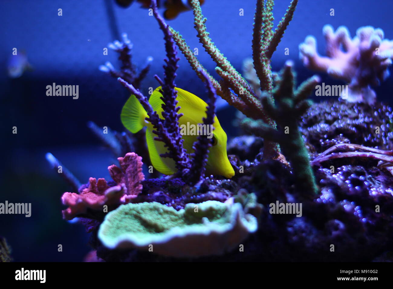 Zebrasoma Yellow tang fish Stock Photo - Alamy