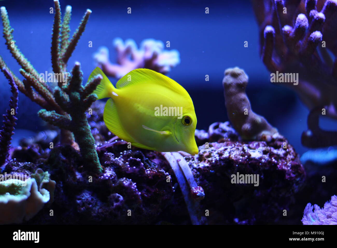 Zebrasoma Yellow tang fish Stock Photo - Alamy