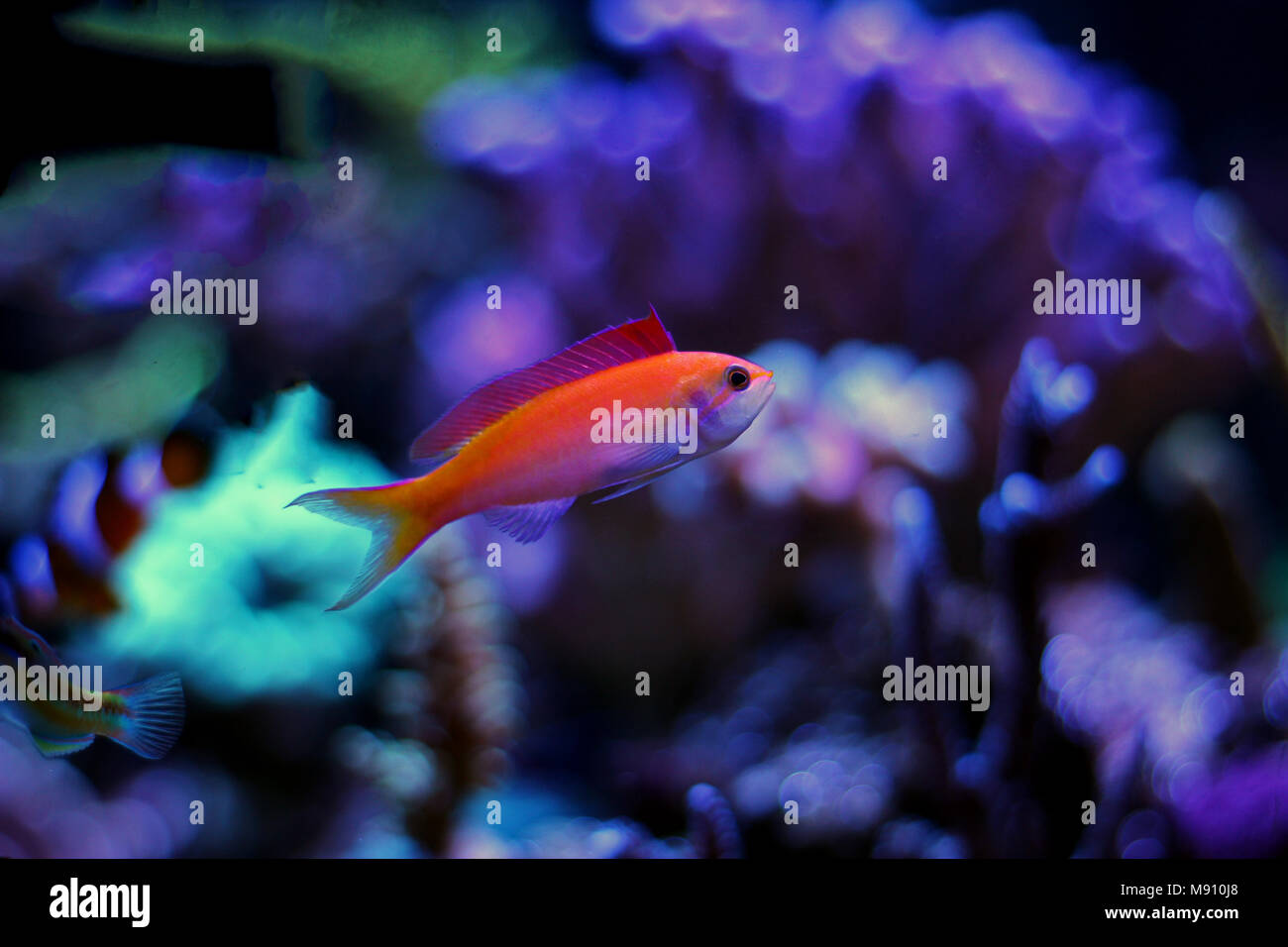 Beautiful anthias fish Stock Photo - Alamy