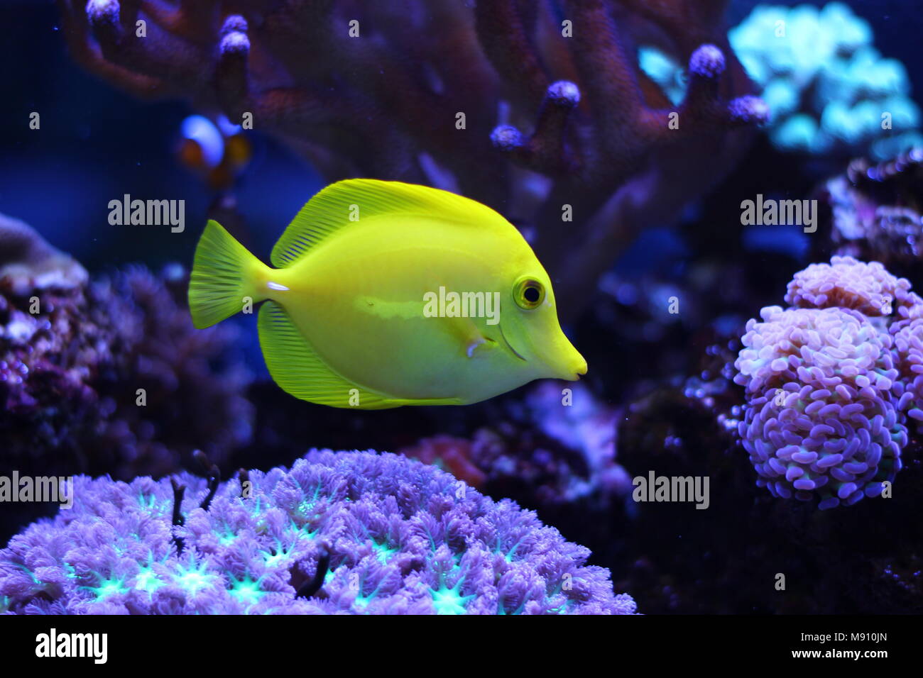 Great barrier reef blue tang hi-res stock photography and images - Alamy
