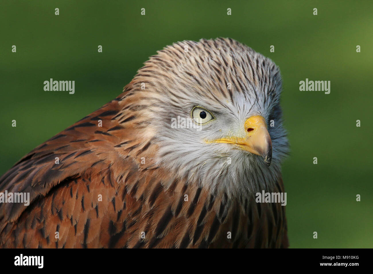 Head and Shoulder Portrait of a Red Kite (milvus milvus) Bird of Prey ...