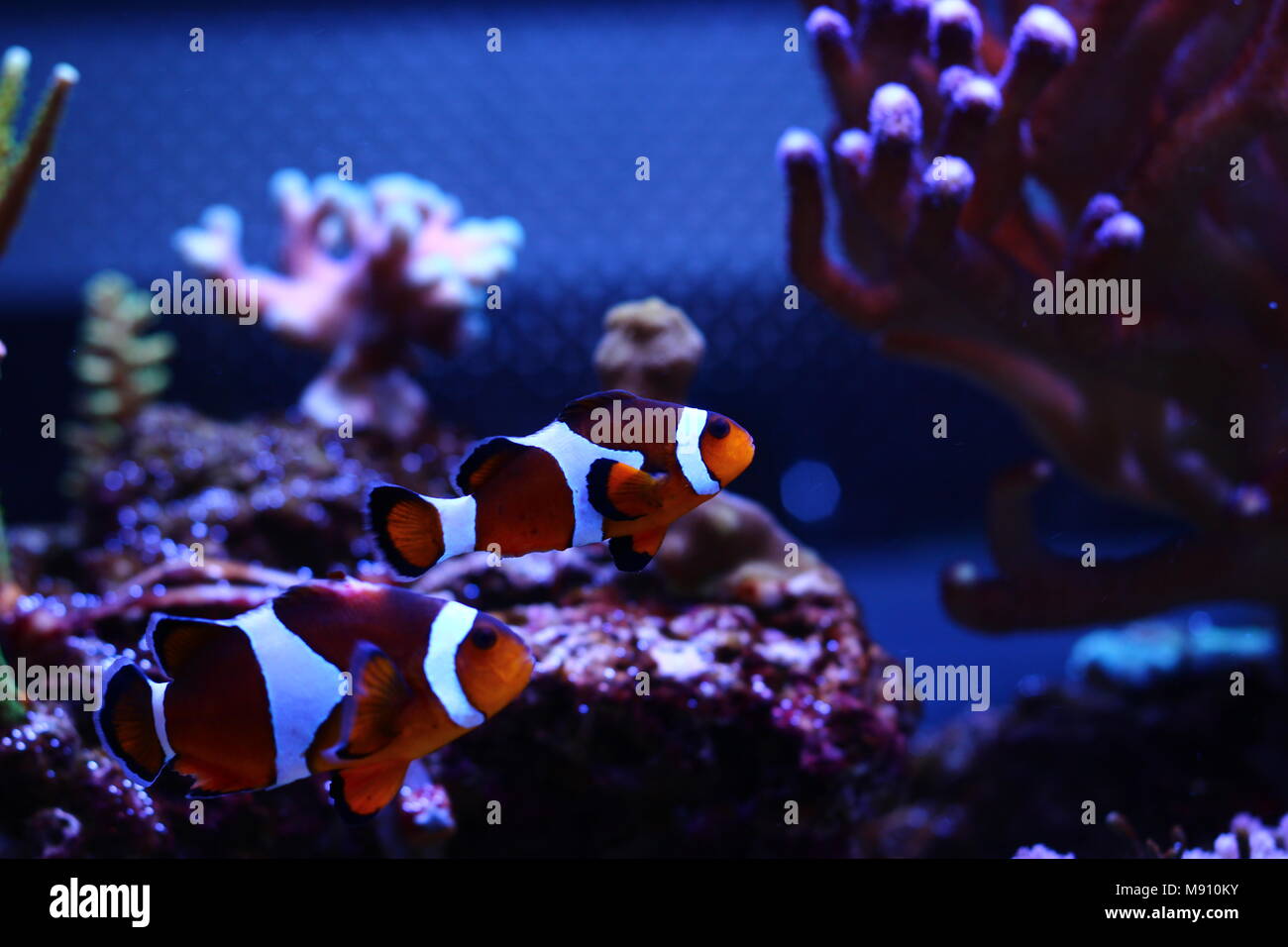 Clown fish enjoy in marine aquarium Stock Photo - Alamy