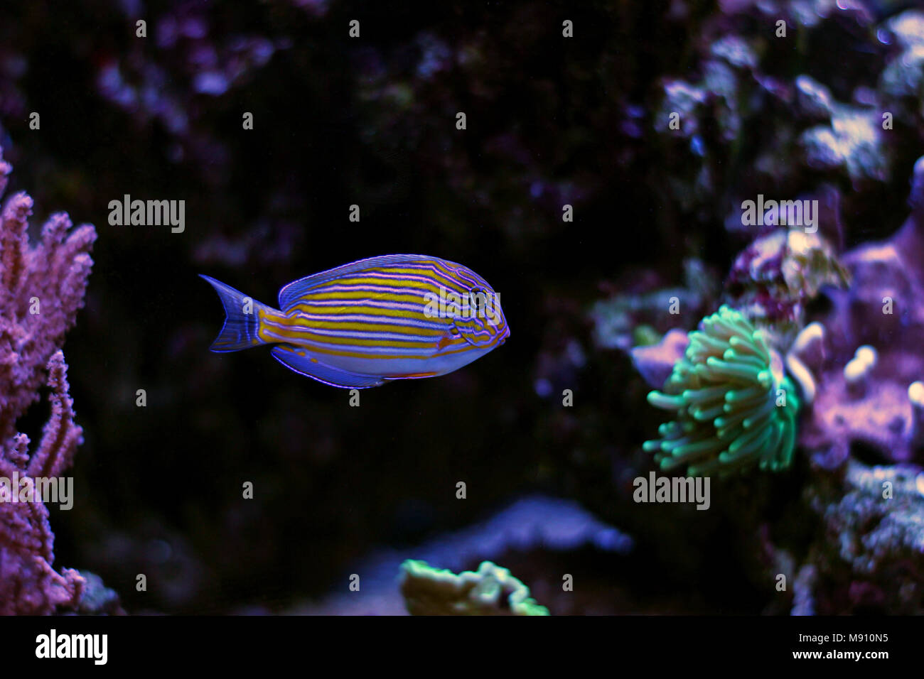 Clown tang - Acanthurus Lineatus Stock Photo - Alamy