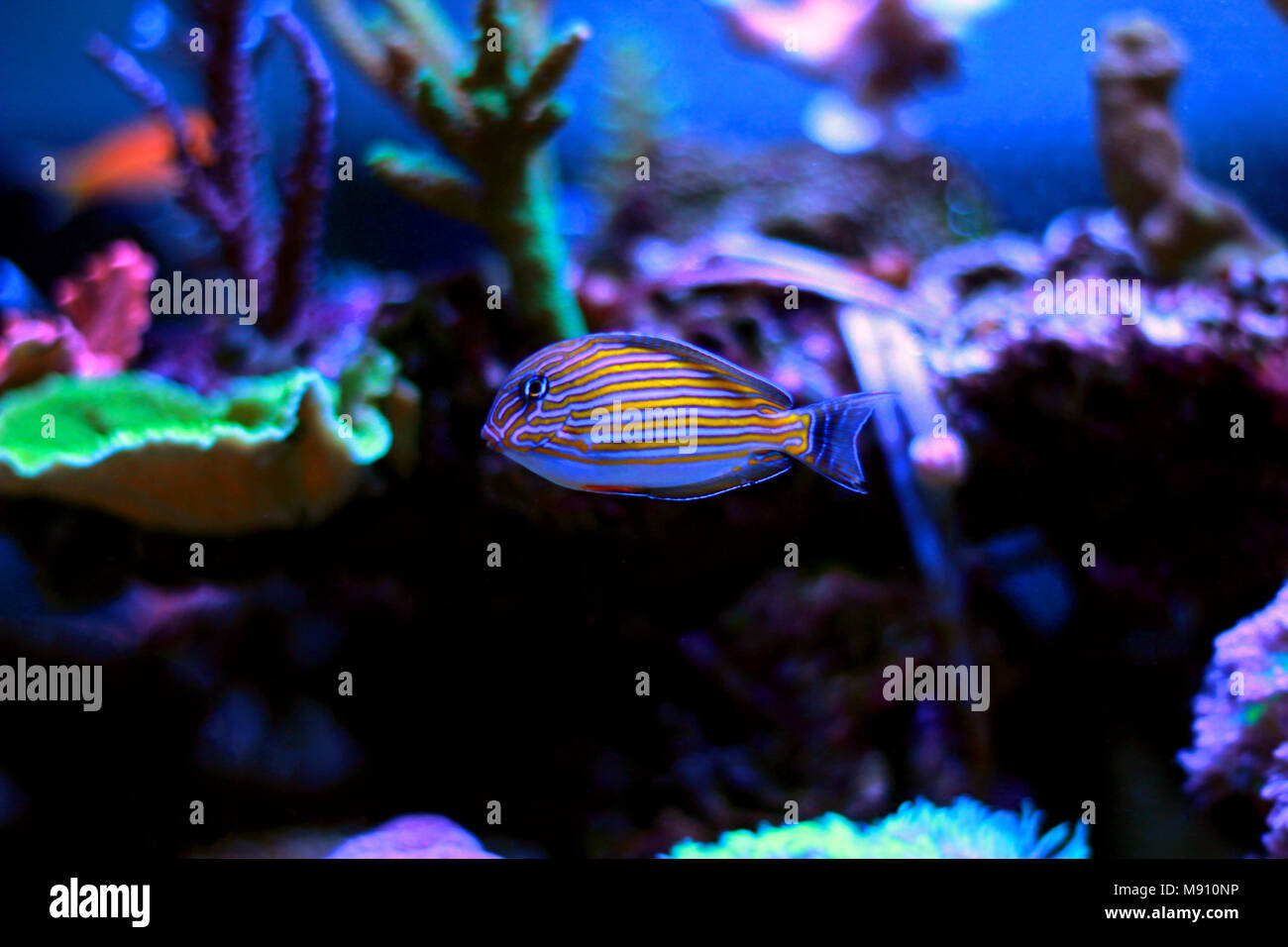 Clown tang - Acanthurus Lineatus Stock Photo - Alamy