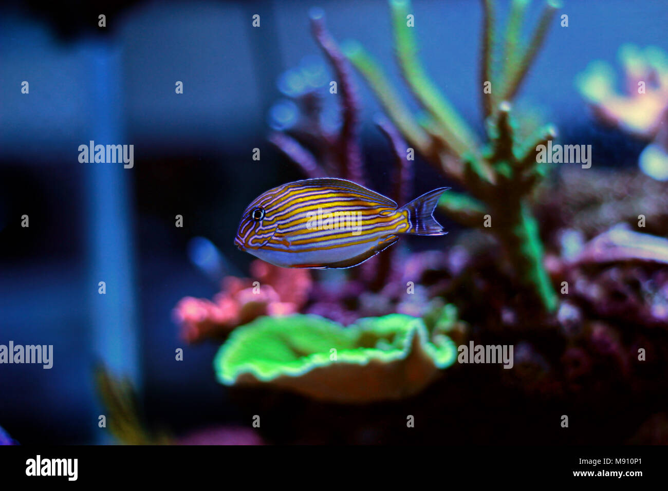 Baby Clown Tang Your Kids Will Want One ... Don't Do It