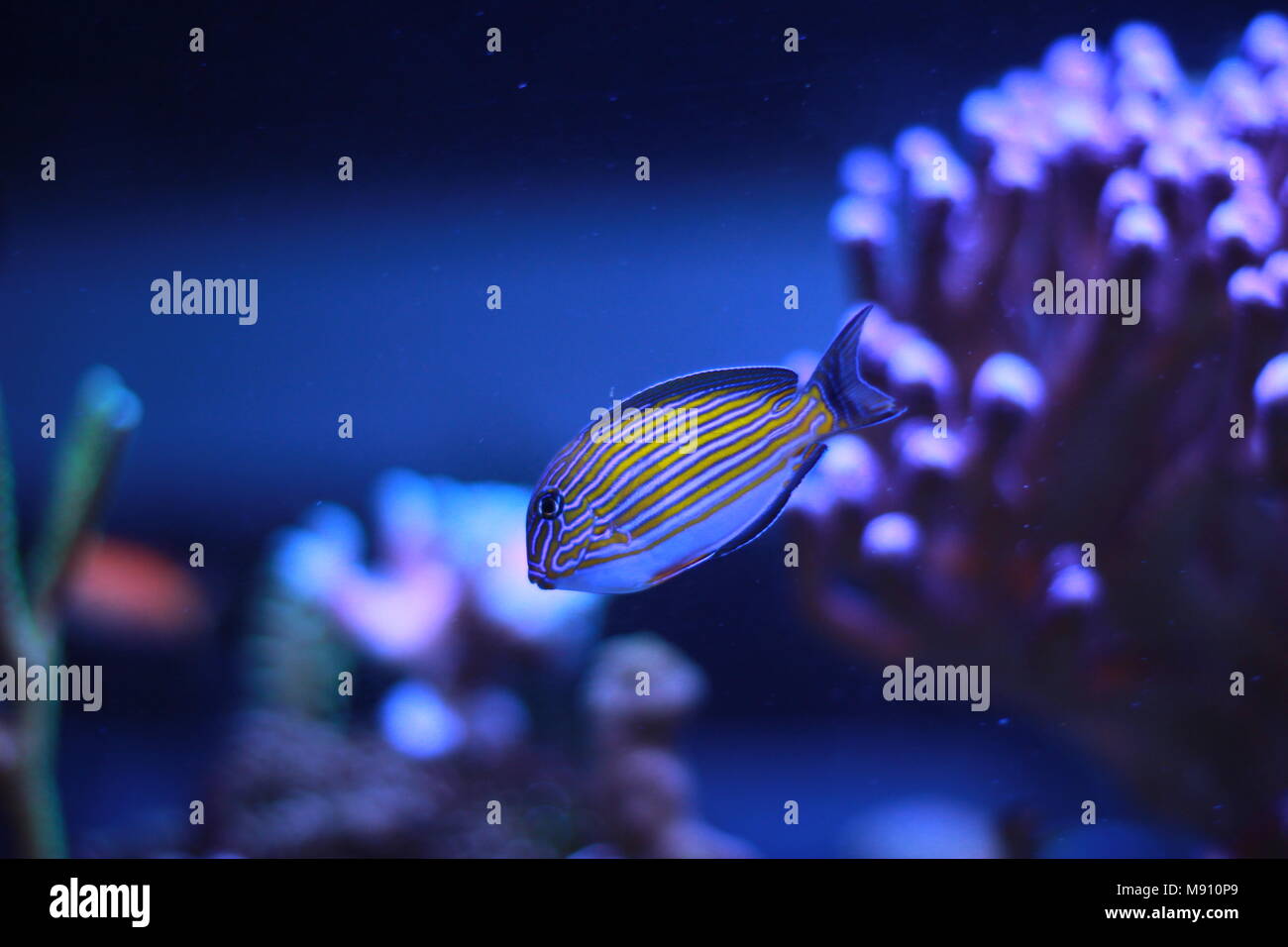 Clown tang - Acanthurus Lineatus Stock Photo - Alamy