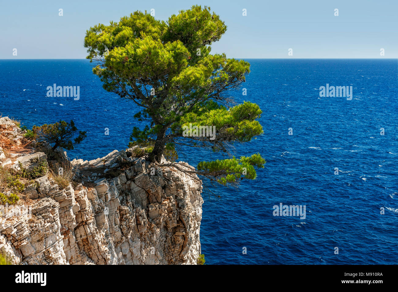 Pine tree growing on edge of Telašćica cliffs in the Croatian island ...