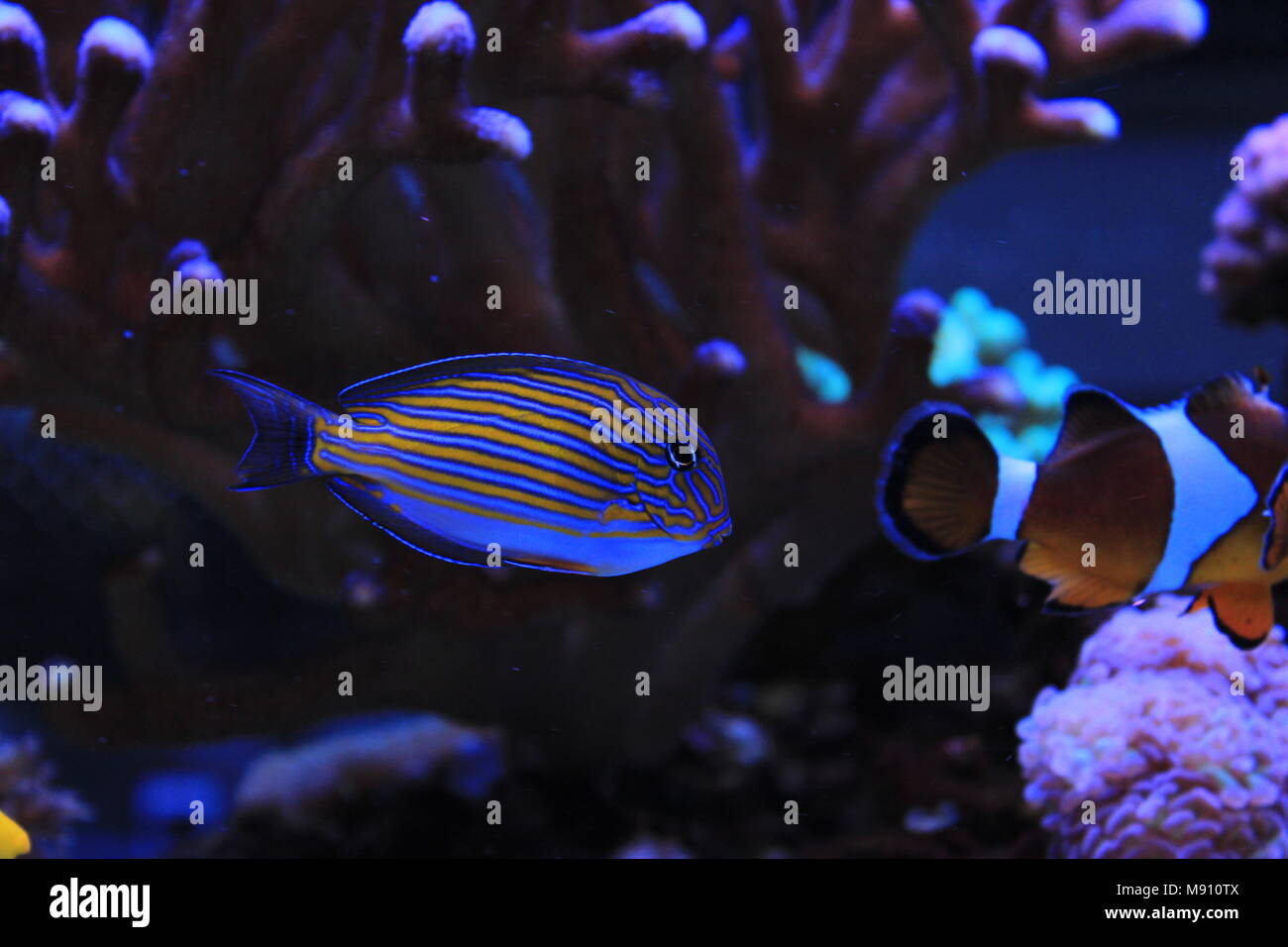 Clown tang - Acanthurus Lineatus Stock Photo - Alamy