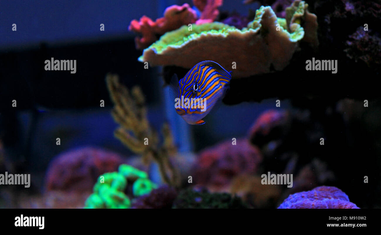 Clown tang - Acanthurus Lineatus Stock Photo - Alamy