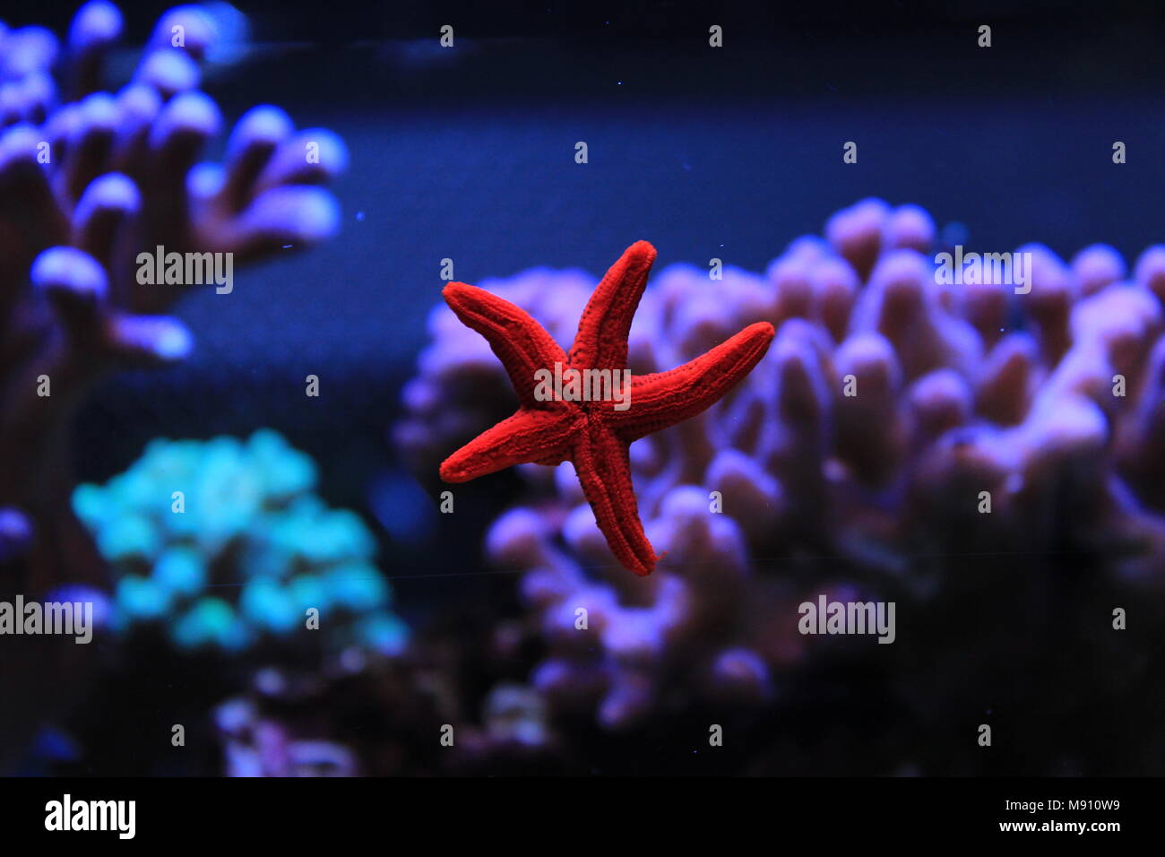 Fromia starfish hi-res stock photography and images - Alamy