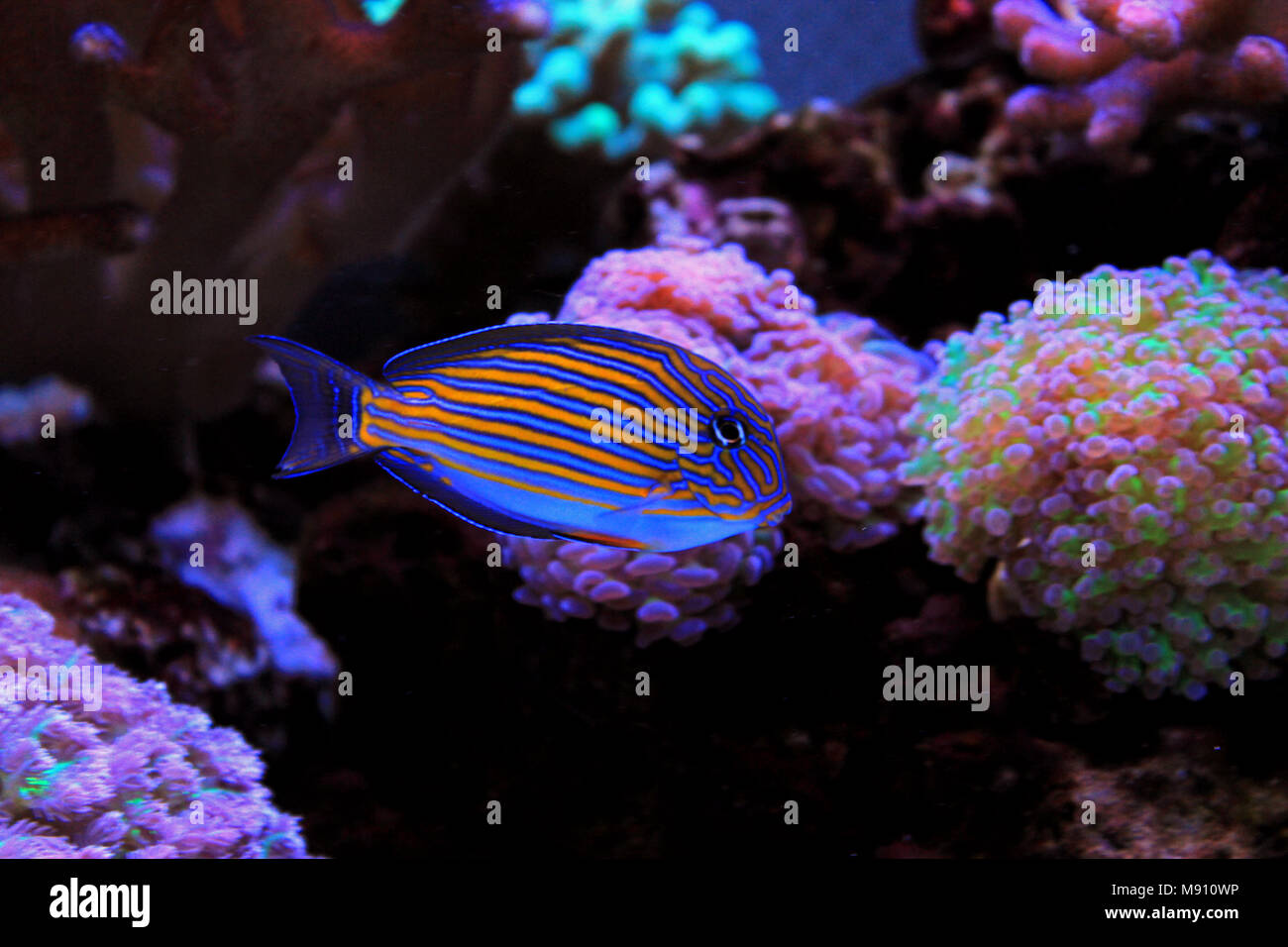 Clown tang - Acanthurus Lineatus Stock Photo - Alamy
