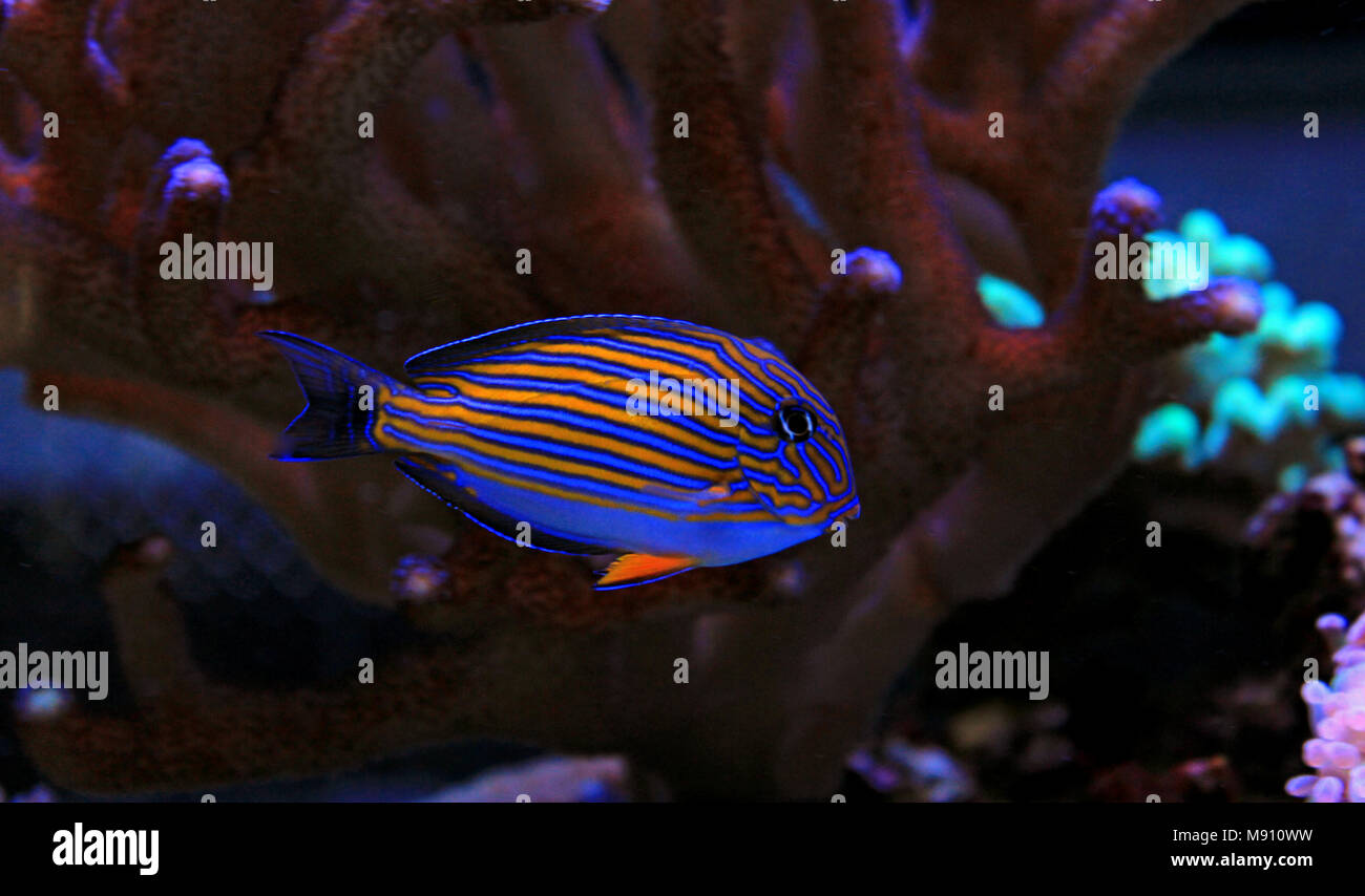 Clown tang - Acanthurus Lineatus Stock Photo - Alamy