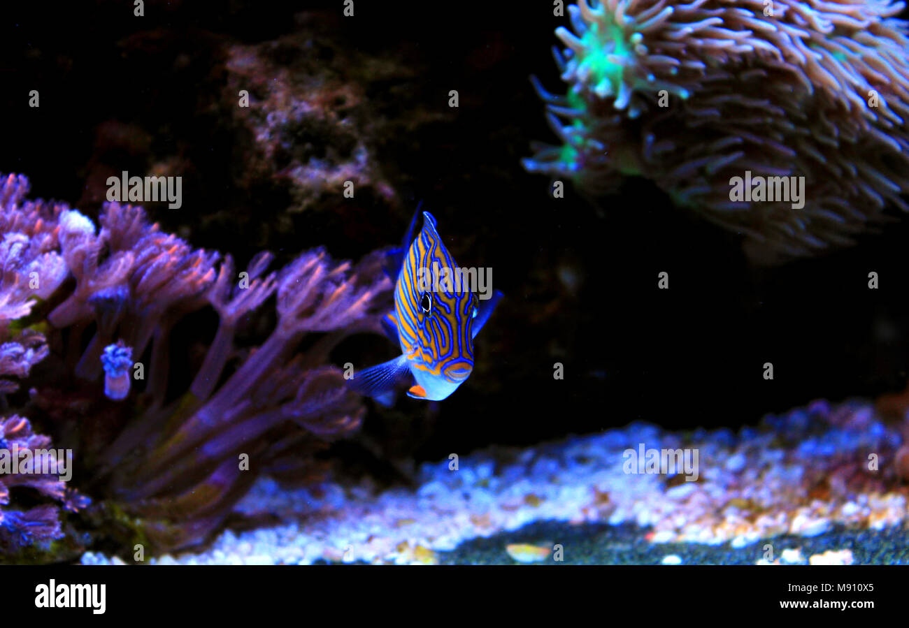 Clown tang hi-res stock photography and images - Alamy