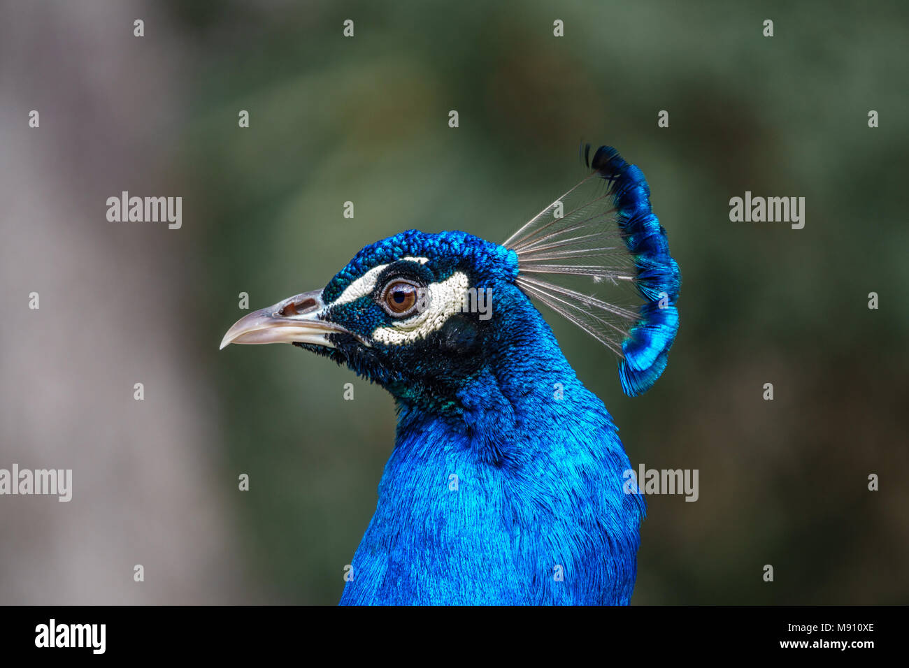 Crest or comb hi-res stock photography and images - Alamy