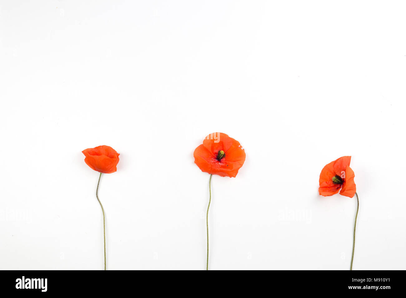 Red poppies on white background. Top view, flat lay Stock Photo - Alamy