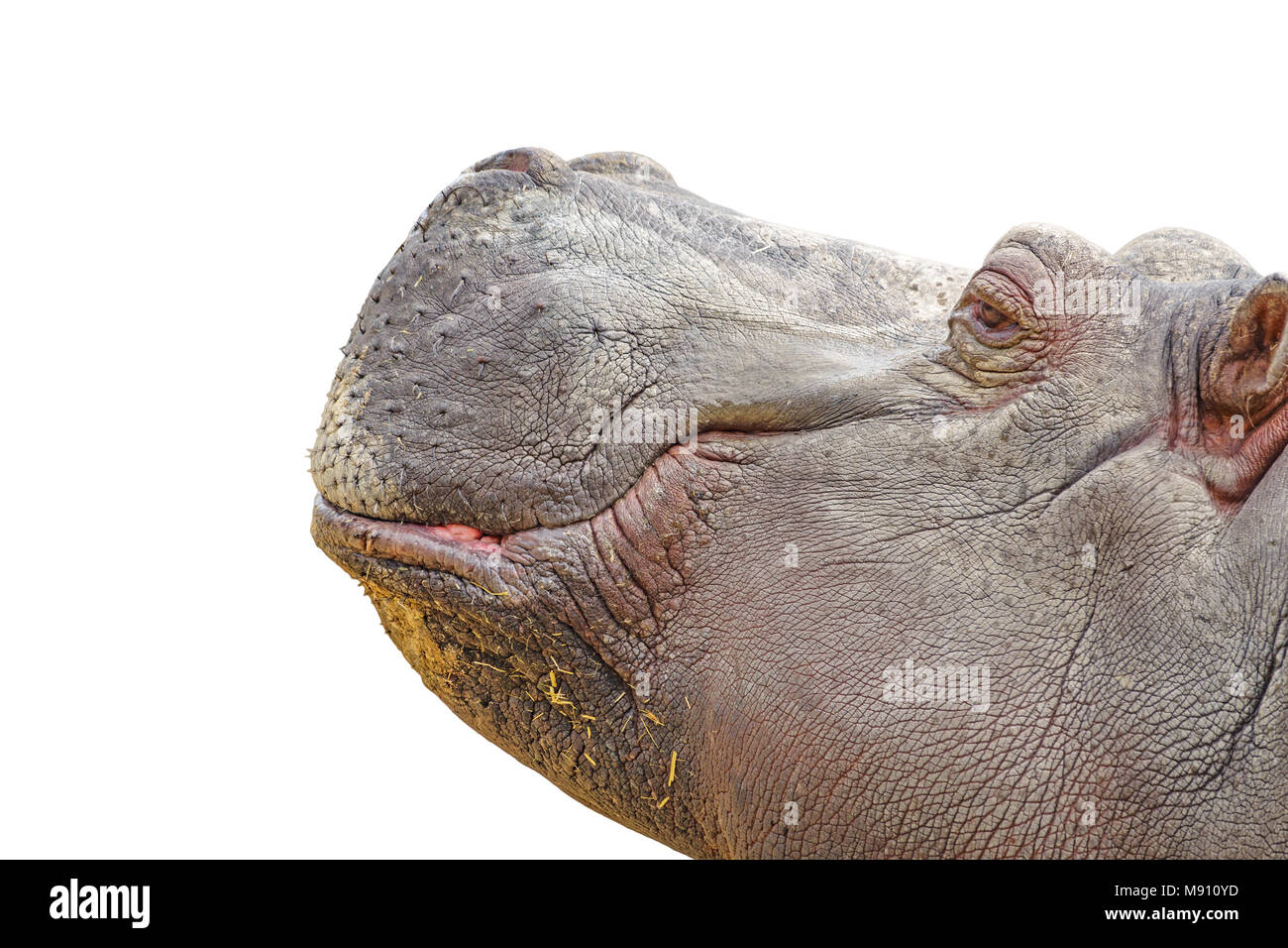 Hippo head side view isolated hi-res stock photography and images - Alamy