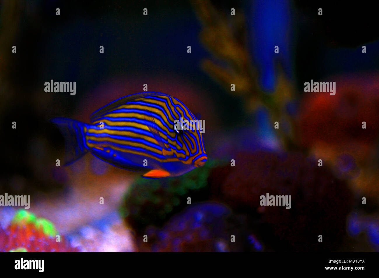 Clown tang hi-res stock photography and images - Alamy