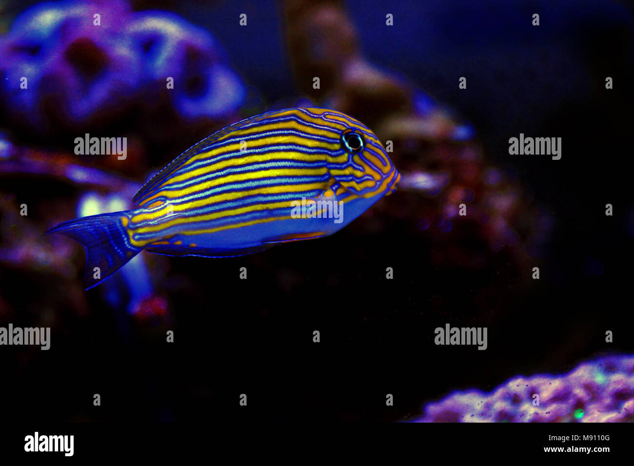 Clown tang - Acanthurus Lineatus Stock Photo - Alamy