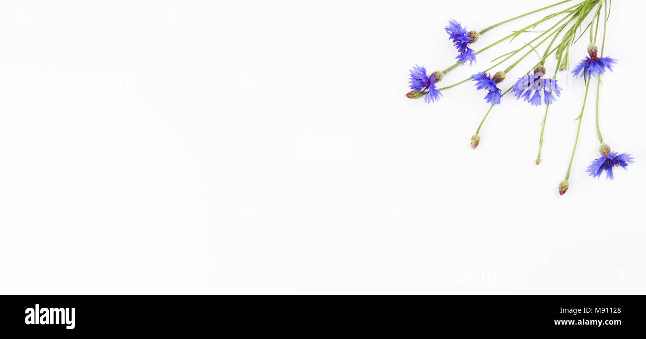 Blue cornflower frame on white background Stock Photo - Alamy