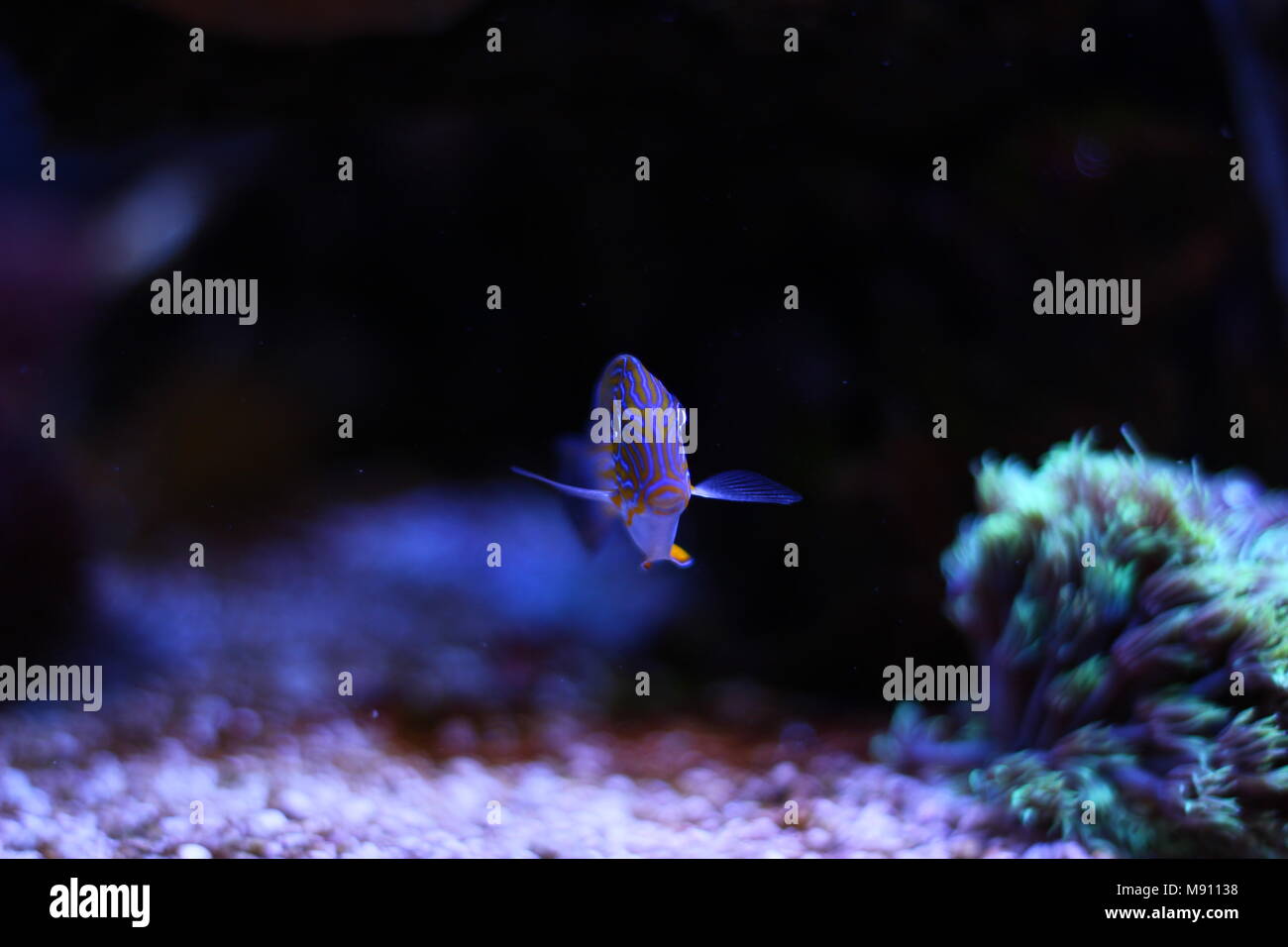 Clown tang hi-res stock photography and images - Alamy