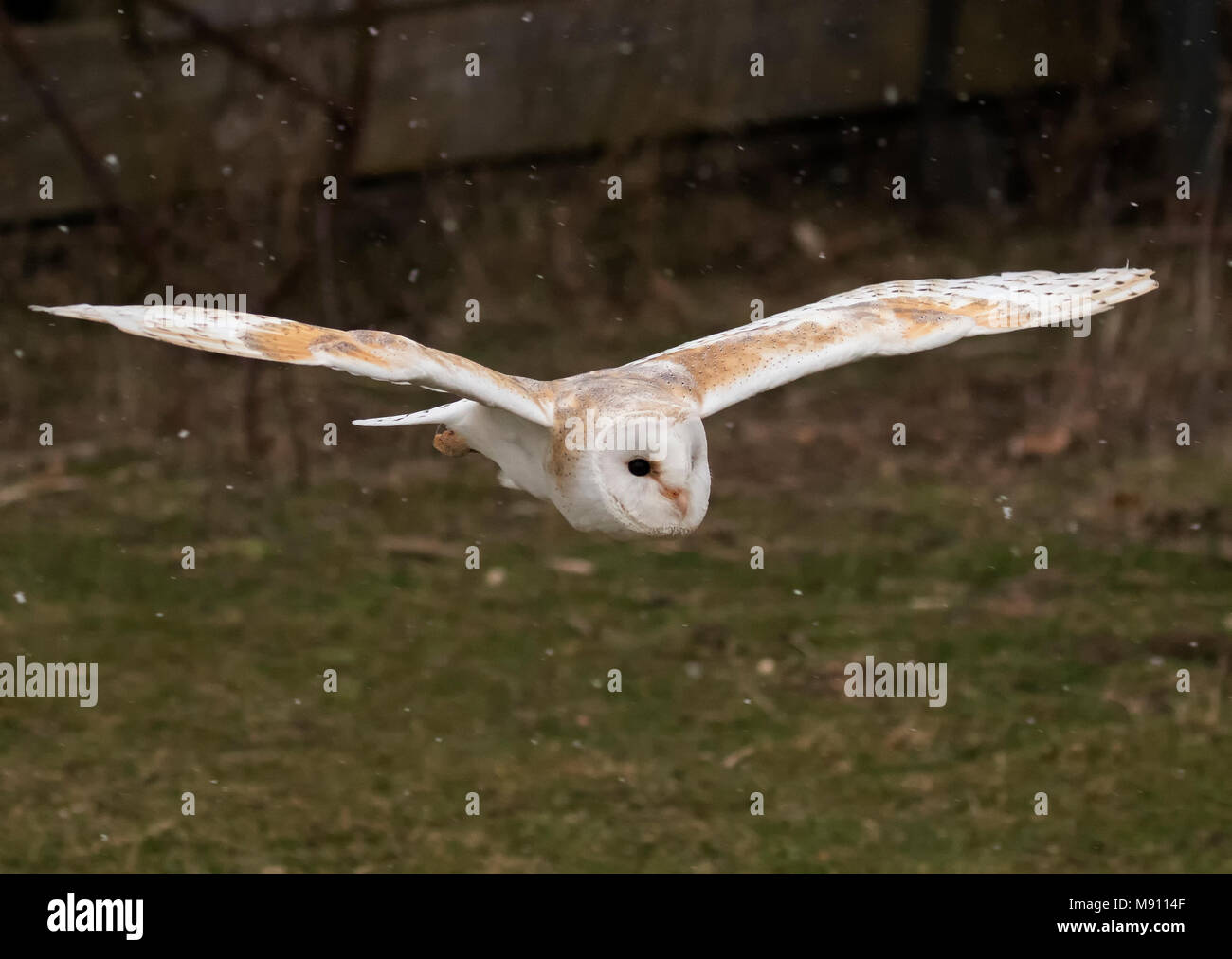 Barn owl snow hi-res stock photography and images - Alamy