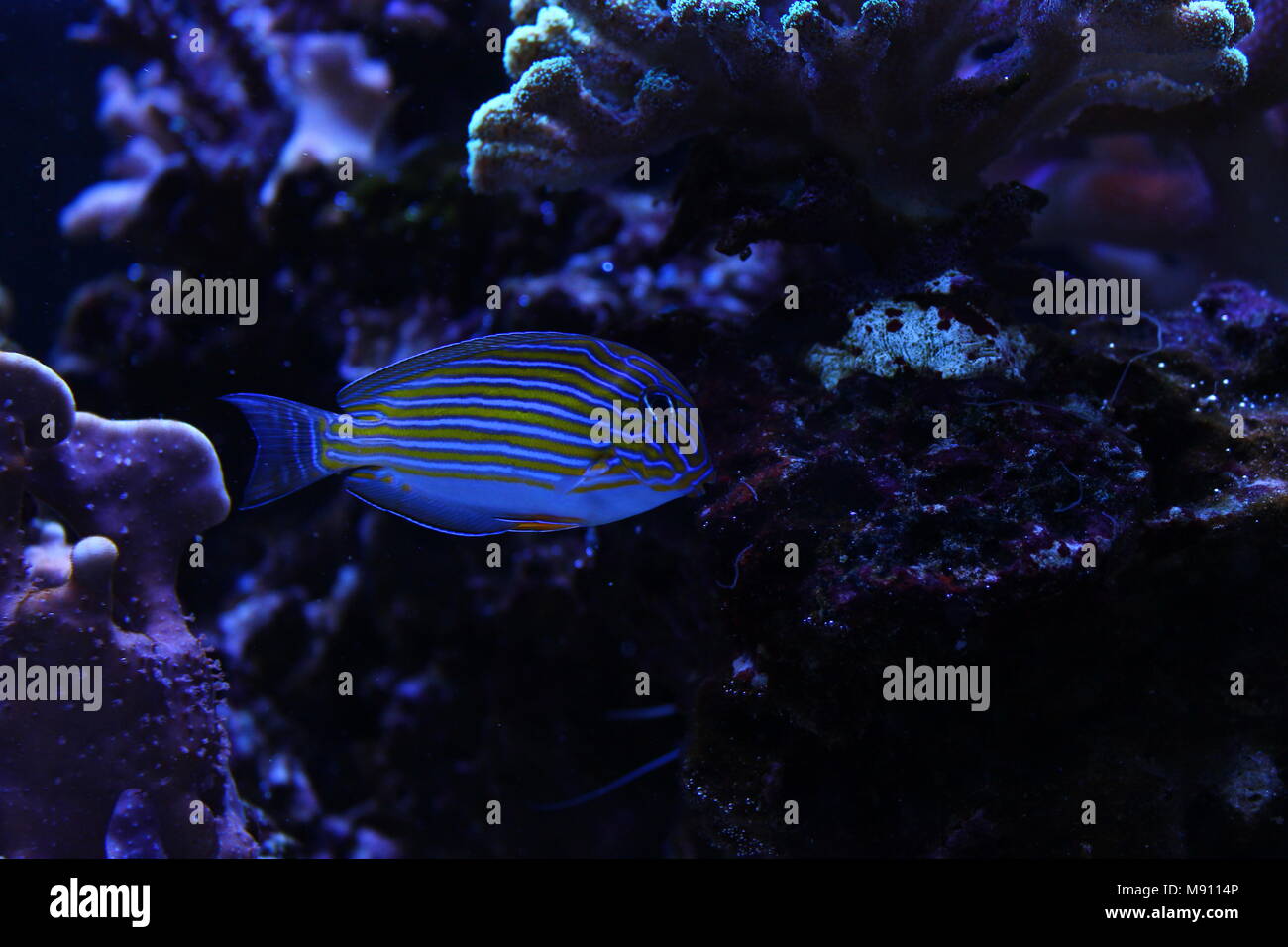 Clown tang - Acanthurus Lineatus Stock Photo - Alamy