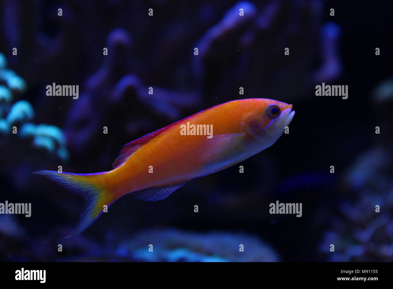 Pseudanthias dispar hi-res stock photography and images - Alamy