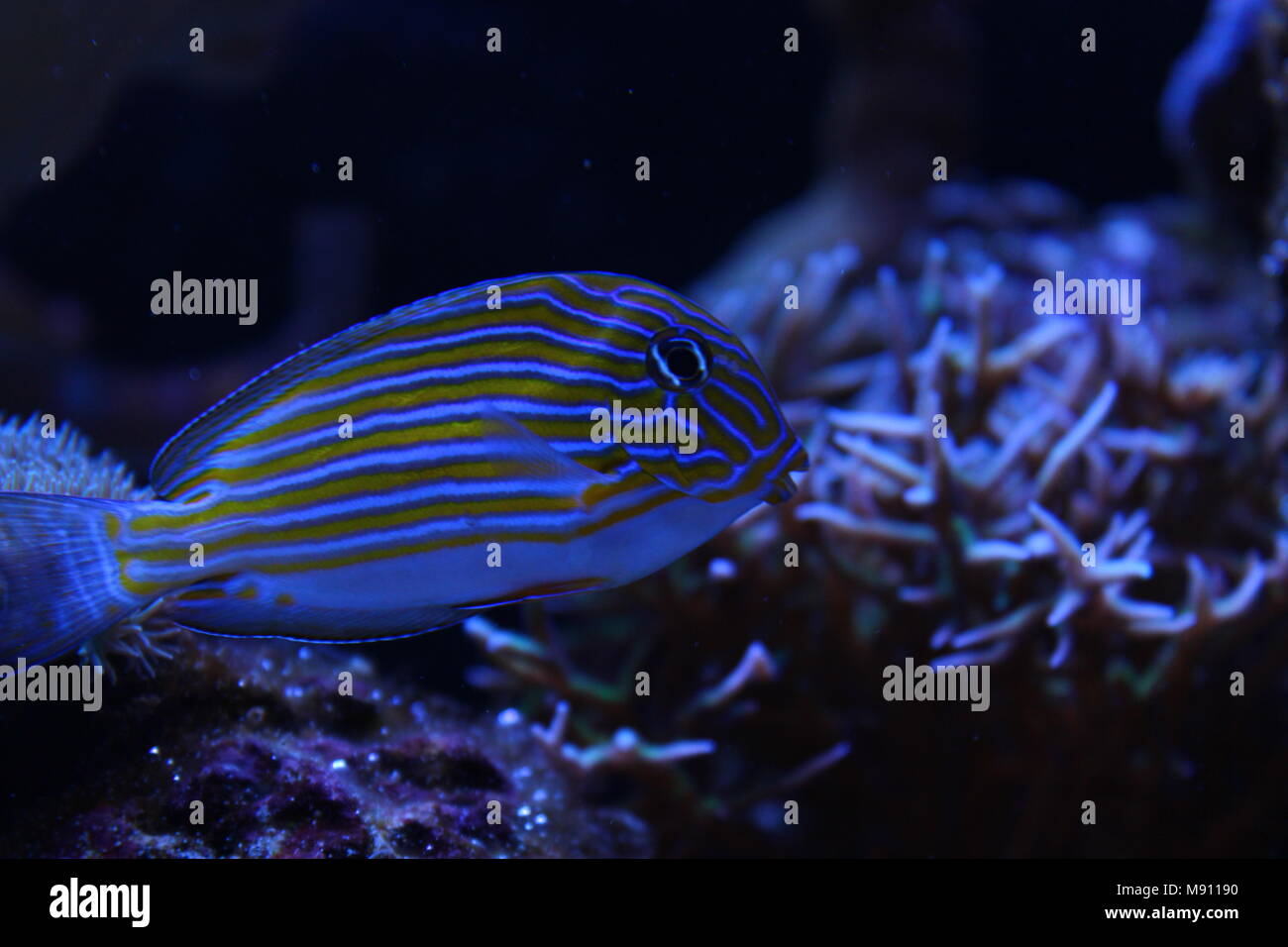 Clown tang hi-res stock photography and images - Alamy