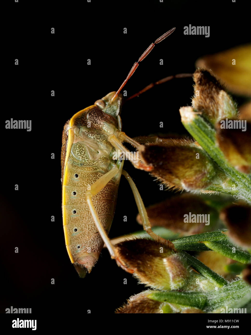 Underside Of Body High Resolution Stock Photography and Images - Alamy