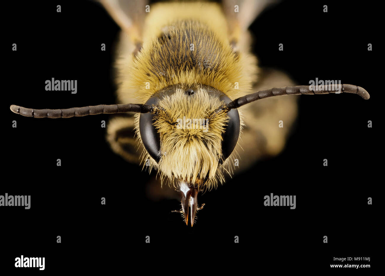 Melitta bee hi-res stock photography and images - Alamy
