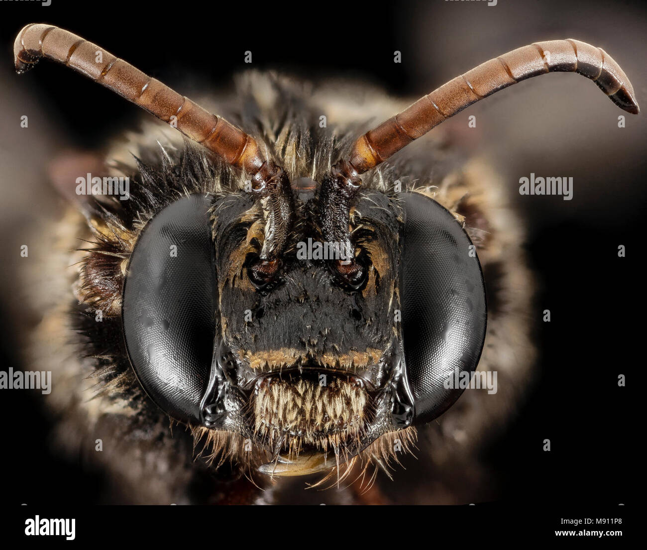 Mesoplia aff rufipes hi-res stock photography and images - Alamy