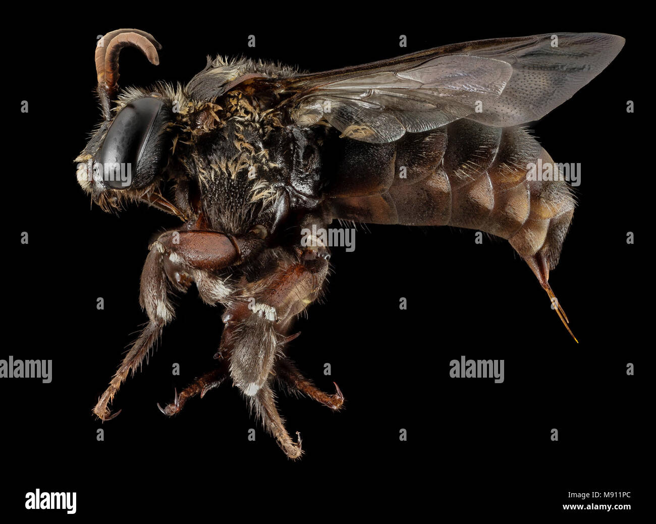 Mesoplia rufipes hi-res stock photography and images - Alamy