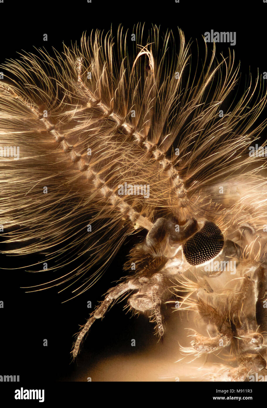 Plumose antennae hi-res stock photography and images - Alamy