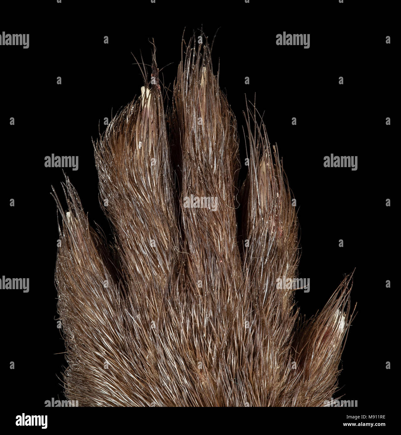 Skin hi res hi-res stock photography and images - Alamy