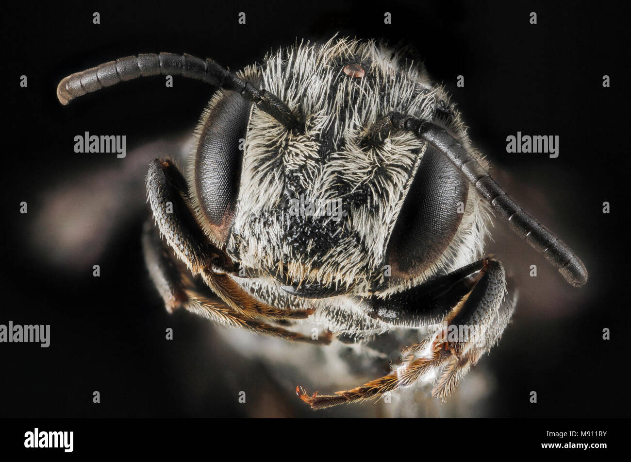 Sternites hi-res stock photography and images - Alamy
