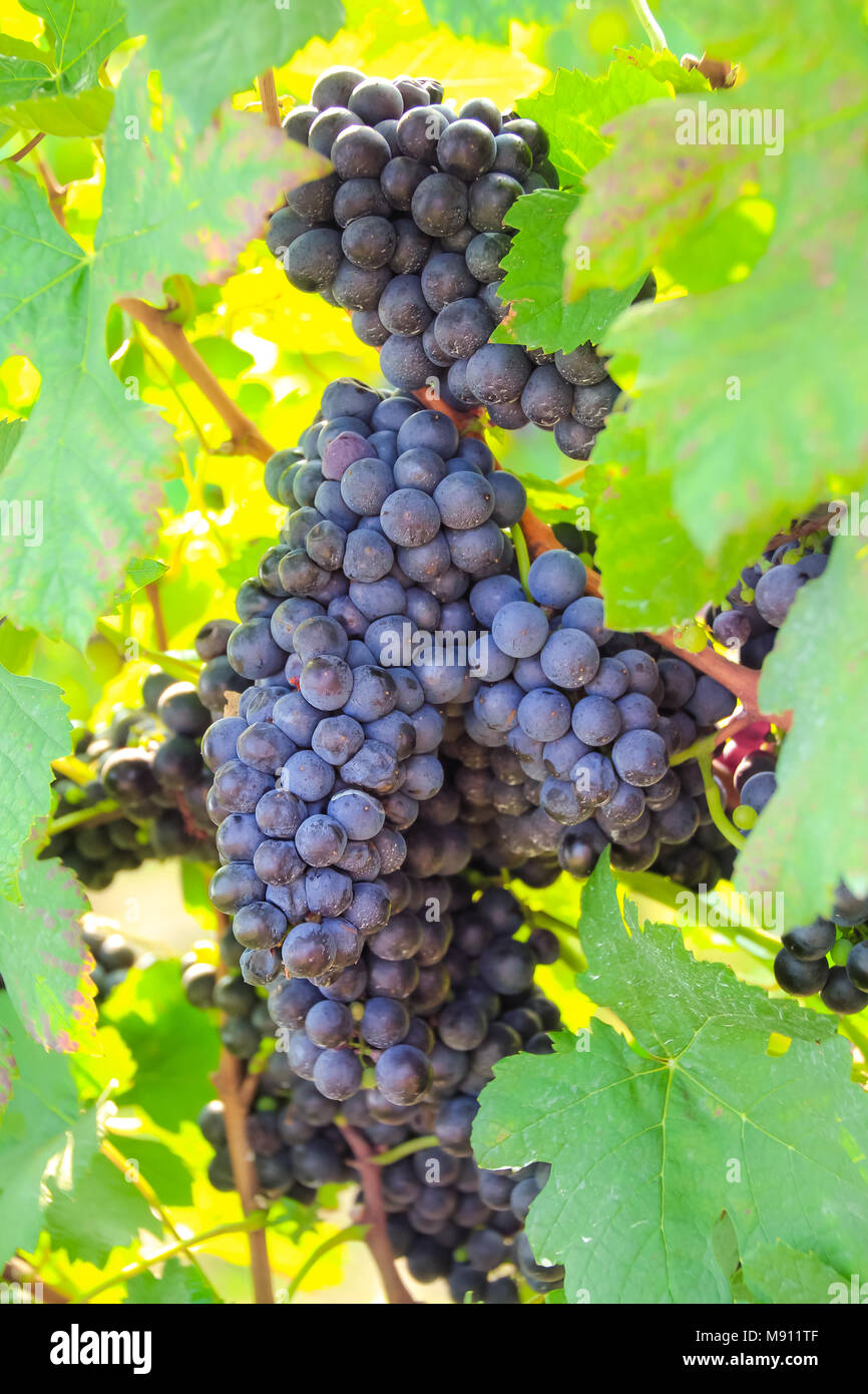Agriculture grape vine vineyard hi-res stock photography and images - Alamy