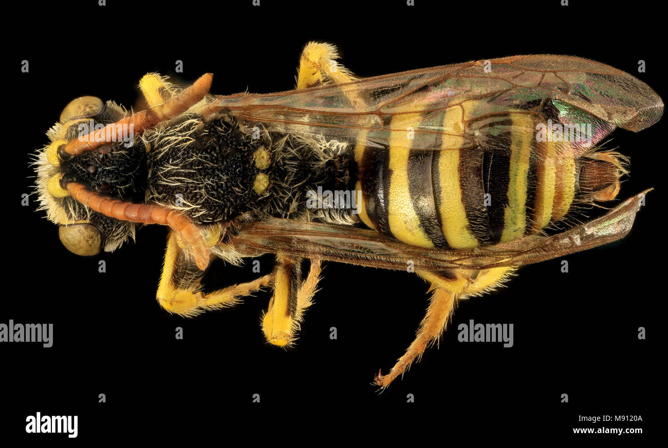 Nomada annulata hi-res stock photography and images - Alamy