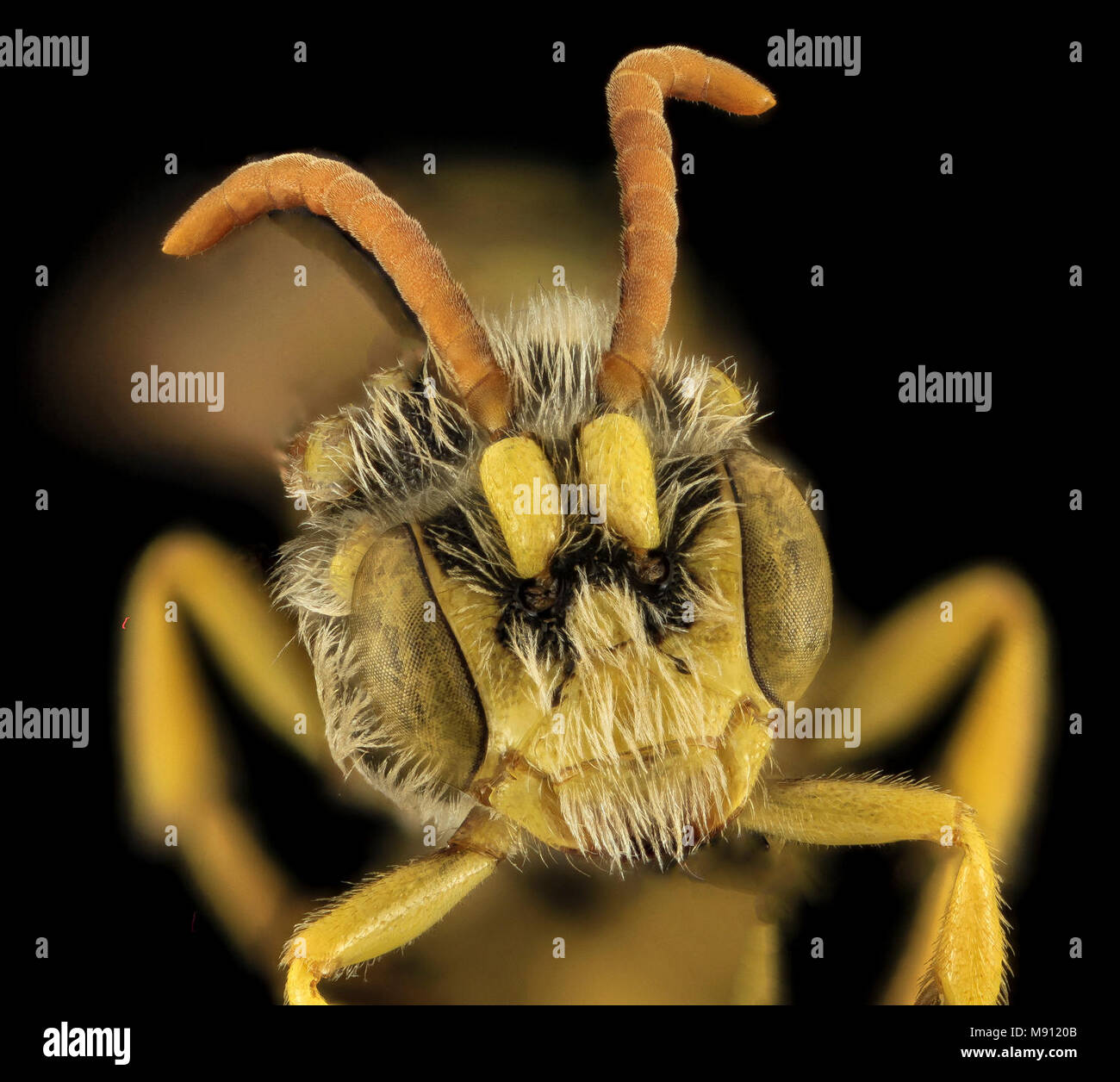 Nomada annulata hi-res stock photography and images - Alamy