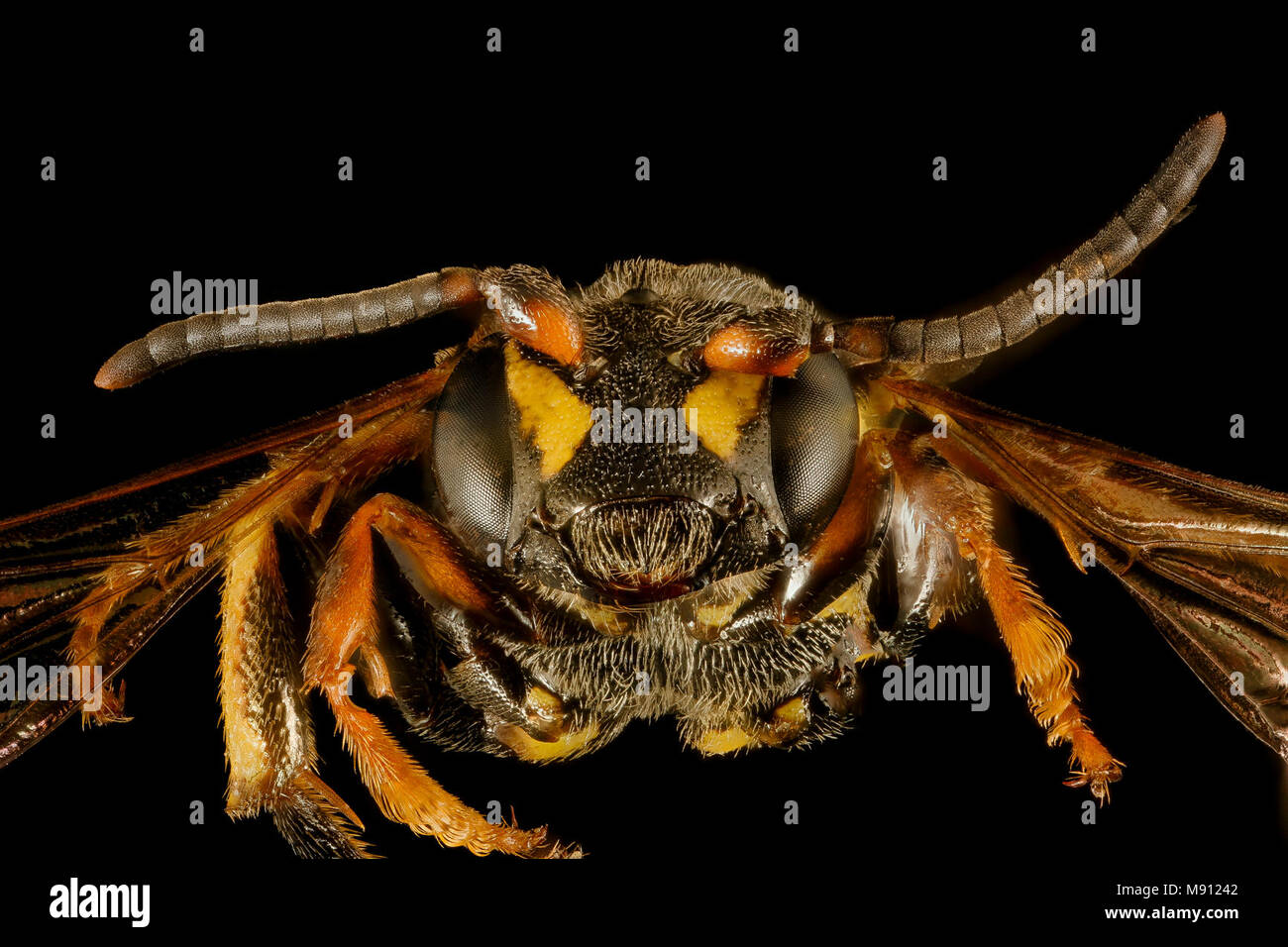 Nomada graenicheri, m, face, Minnesota Stock Photo - Alamy