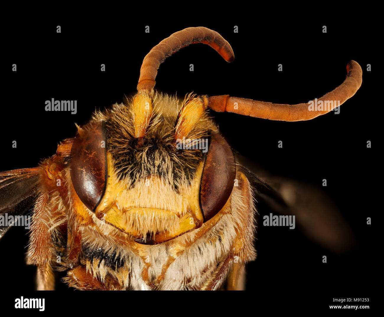 Nomada maculata, m, face, Charles Co Maryland Stock Photo - Alamy