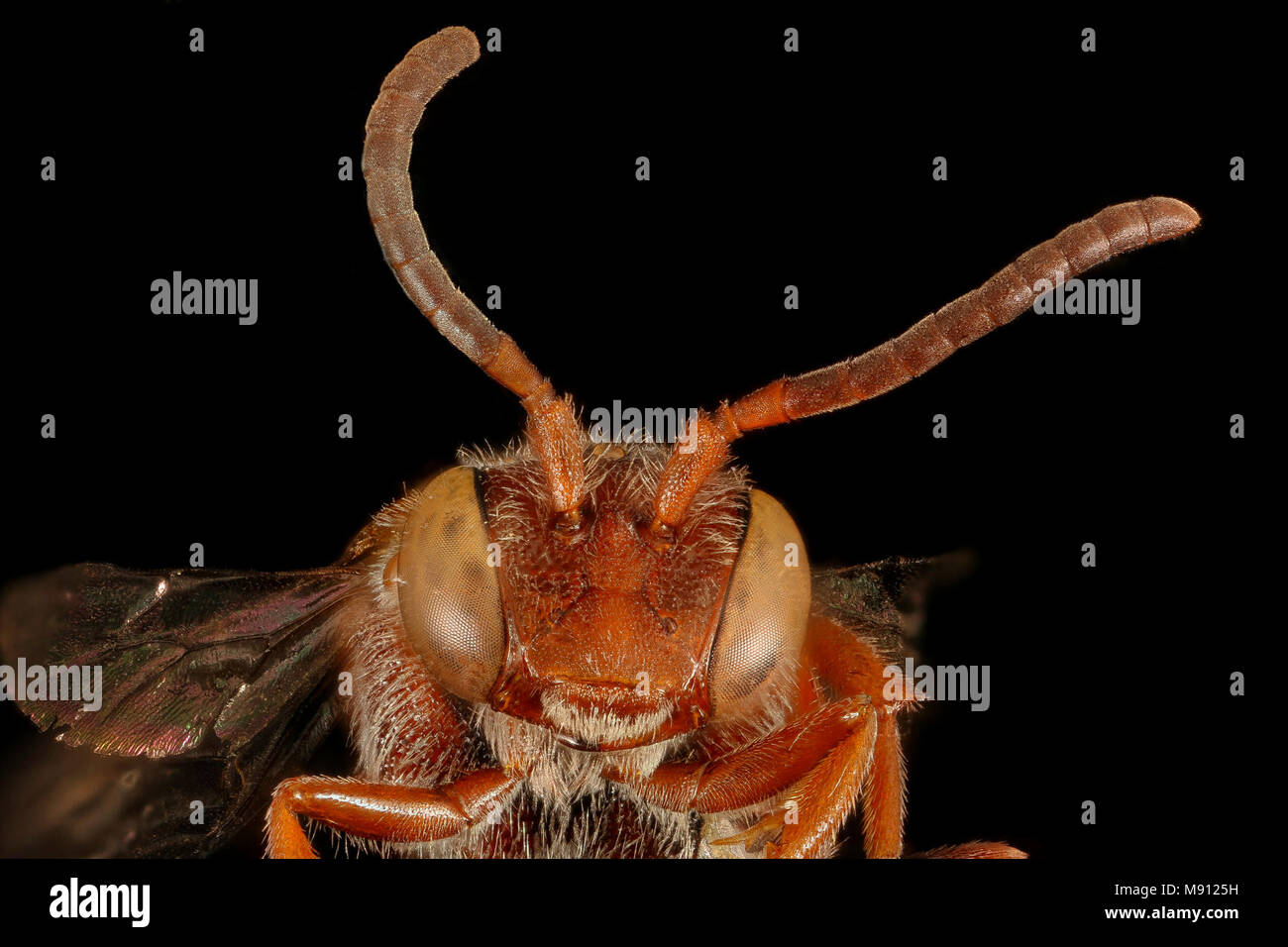 Nomada rubicunda hi-res stock photography and images - Alamy