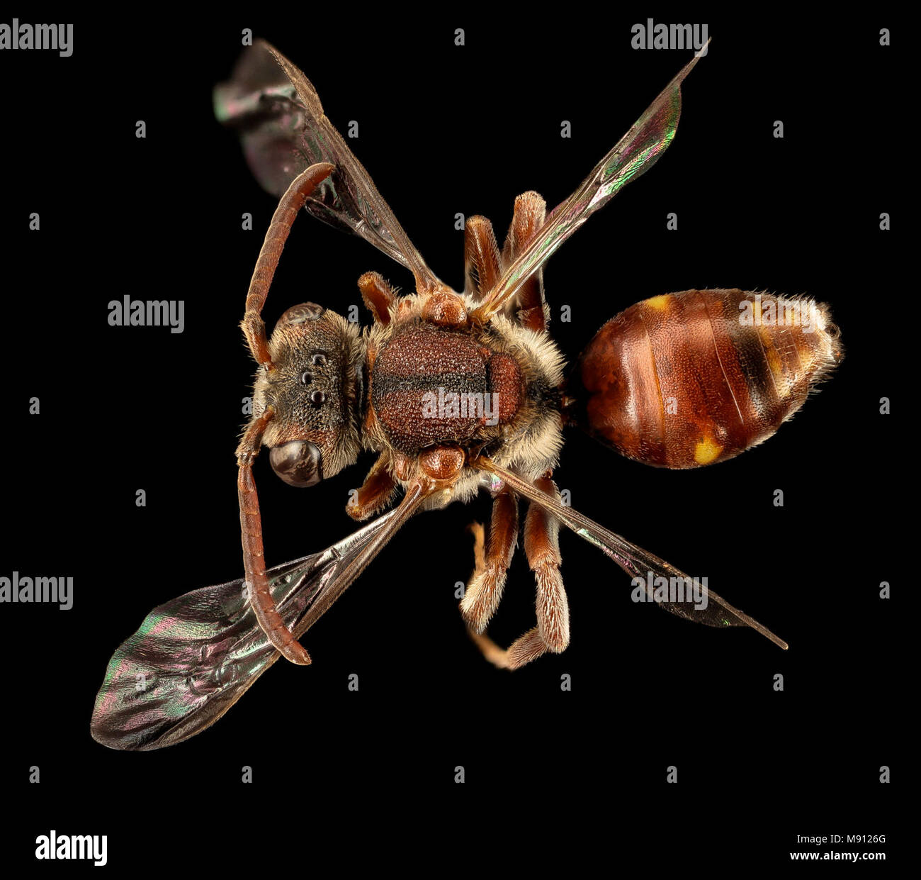 Binomial nomada hi-res stock photography and images - Alamy