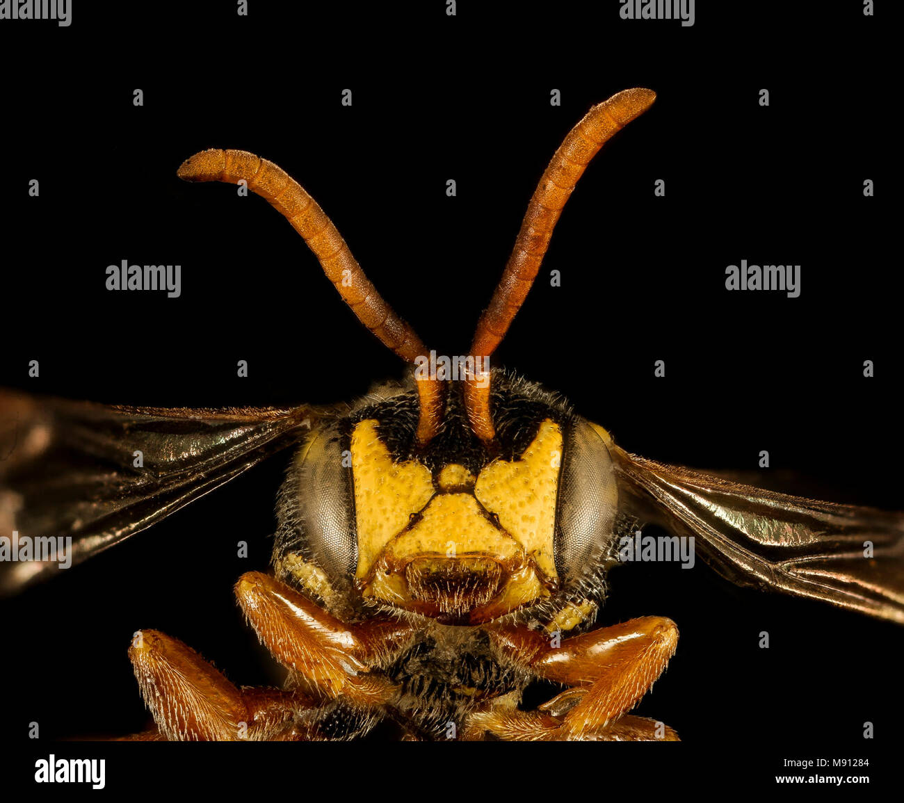 Binomial nomada hi-res stock photography and images - Alamy