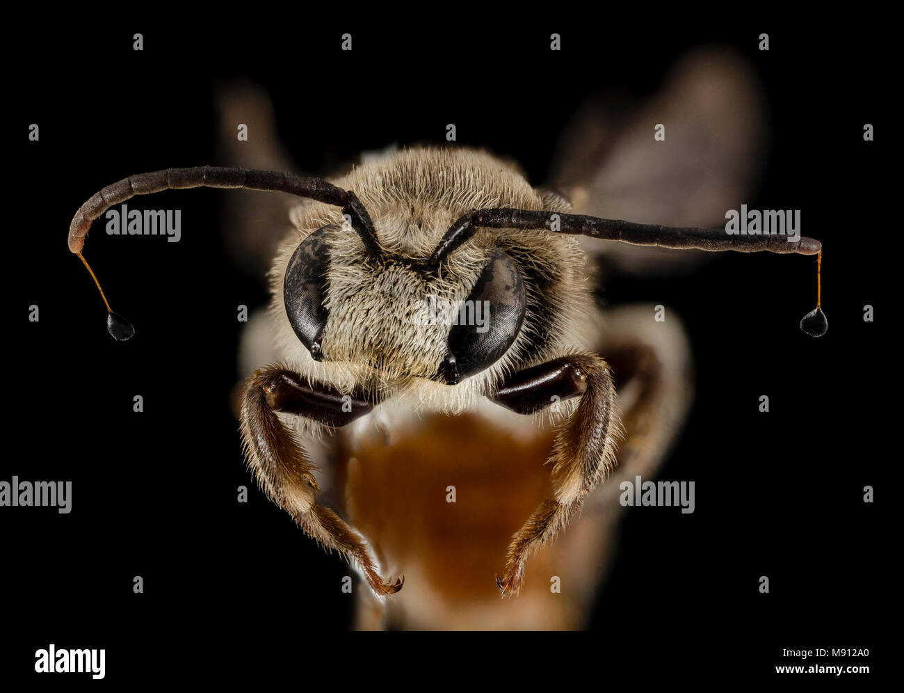 Nomia bee hi-res stock photography and images - Alamy