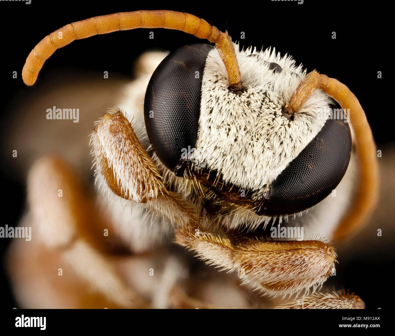 Nomia bee hi-res stock photography and images - Alamy