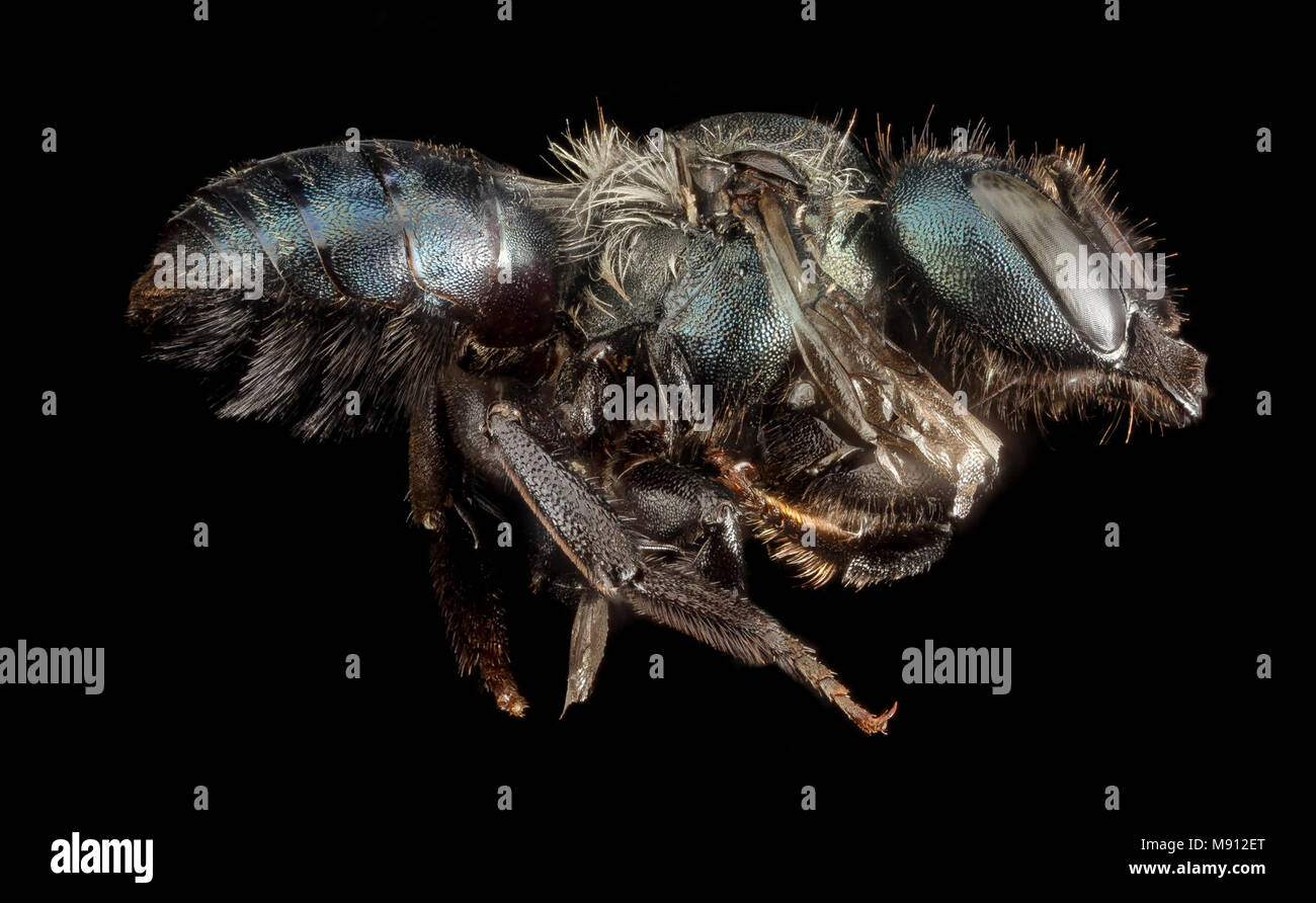Osmia albolateralis, F, Park Co, Wyoming, side Stock Photo - Alamy