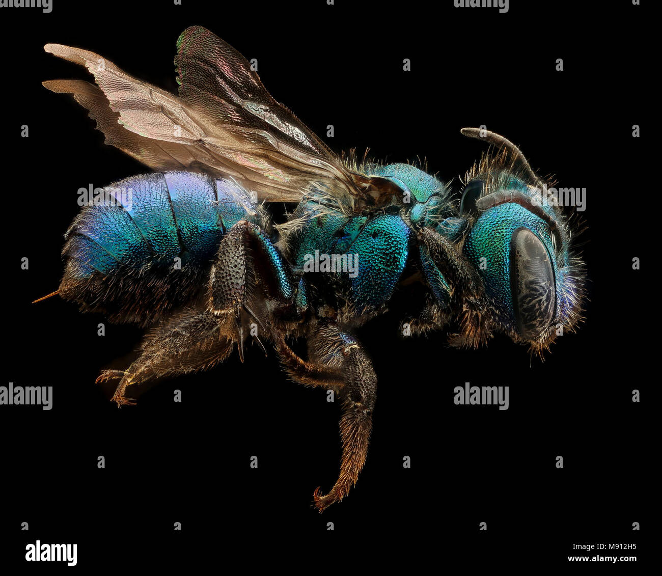 Osmia calla hi-res stock photography and images - Alamy