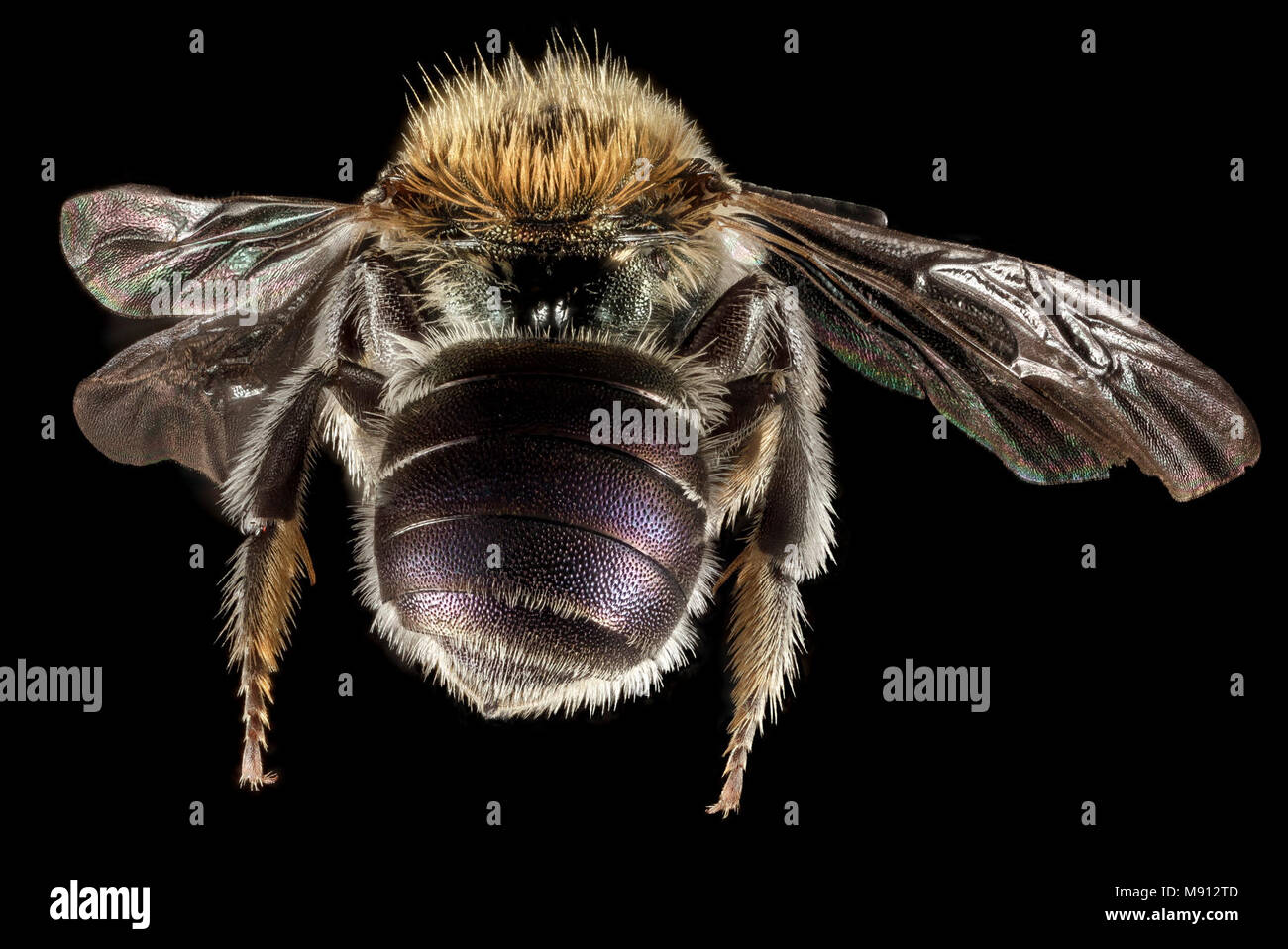Binomial osmia versicolor hi-res stock photography and images - Alamy
