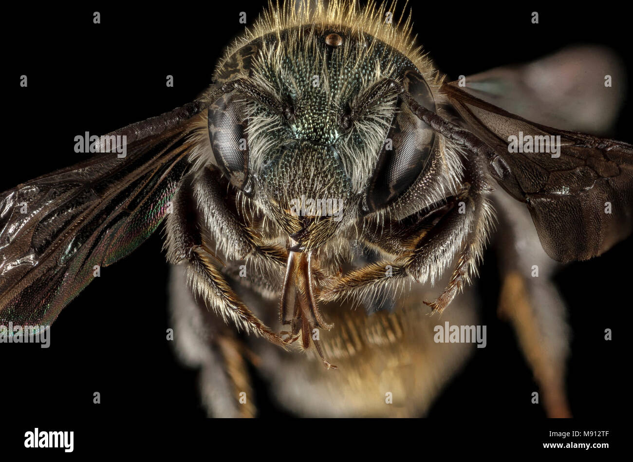 Binomial osmia versicolor hi-res stock photography and images - Alamy
