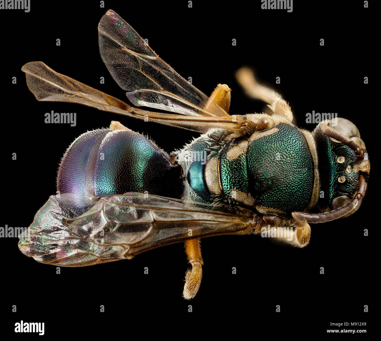 Bee. Palaeorhiza species, f, Papau New Guinea, back Stock Photo - Alamy